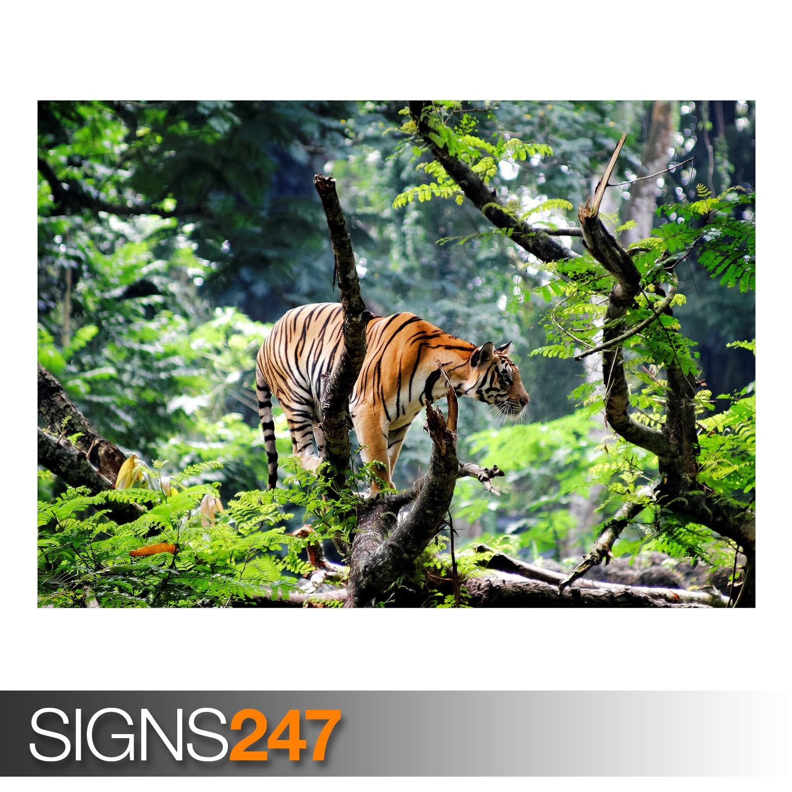 BENGAL TIGER IN JUNGLE (3352) Animal Poster - Poster Print Art A0 A1 A2 ...