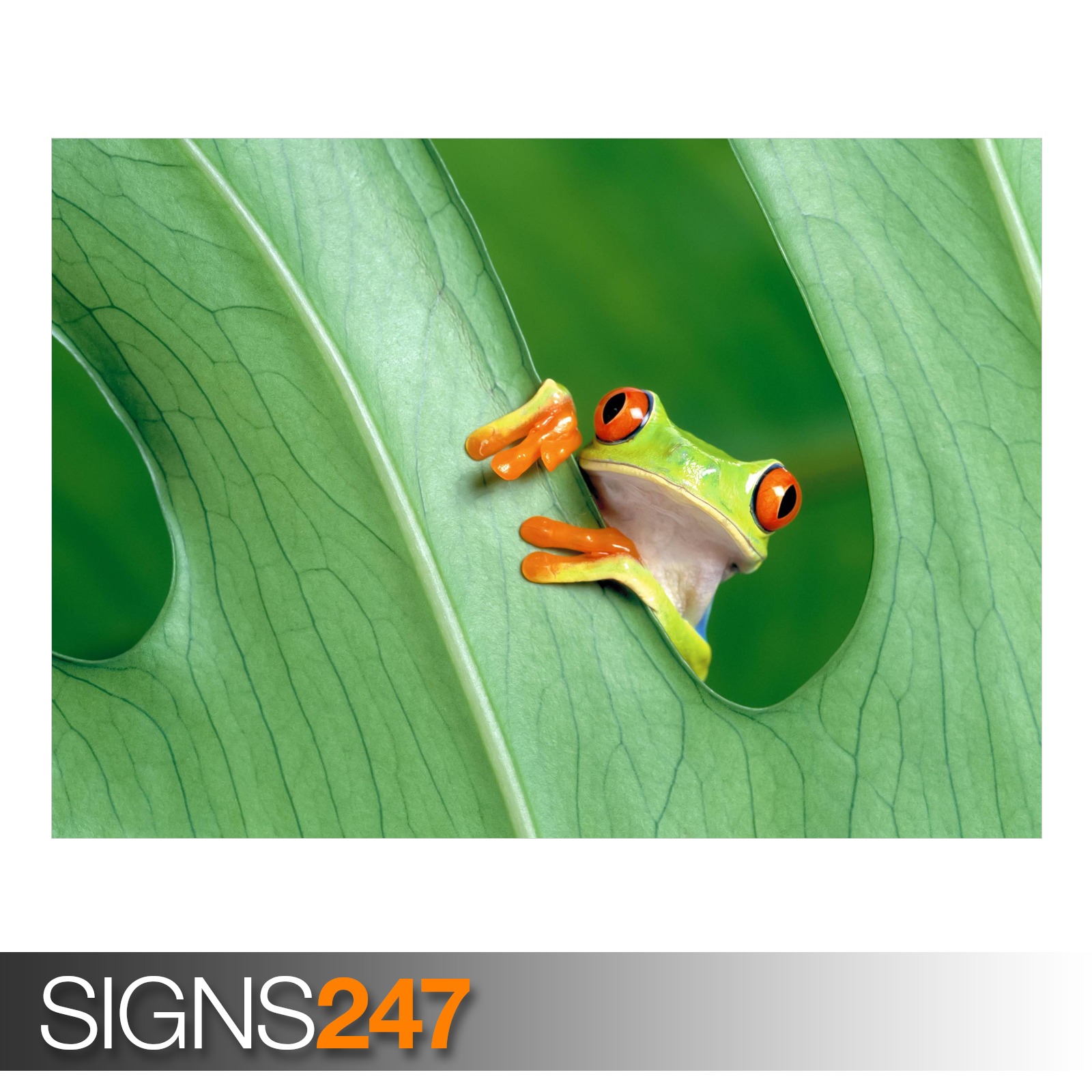 AMAZON TREE FROG (3415) Animal Poster - Picture Poster Print Art A0 A1 ...
