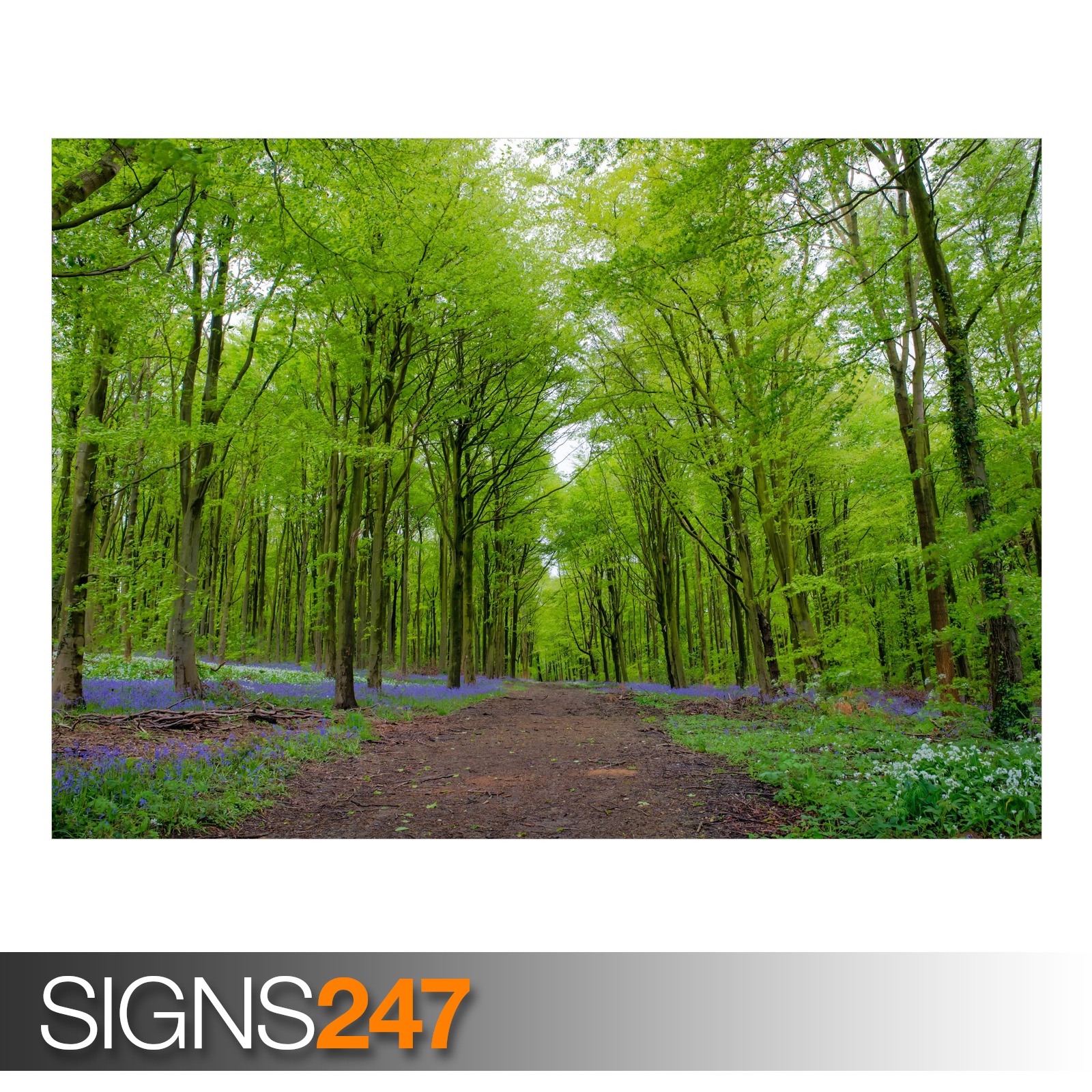 FOREST GREEN TREES SPRING (AE014) NATURE POSTER - Poster Print Art A0 ...